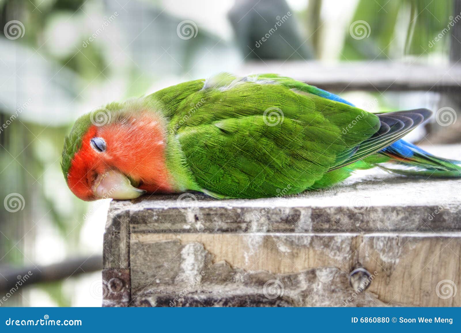 Sleepy Parakeet stock photo. Image of haggard, droopy - 6860880