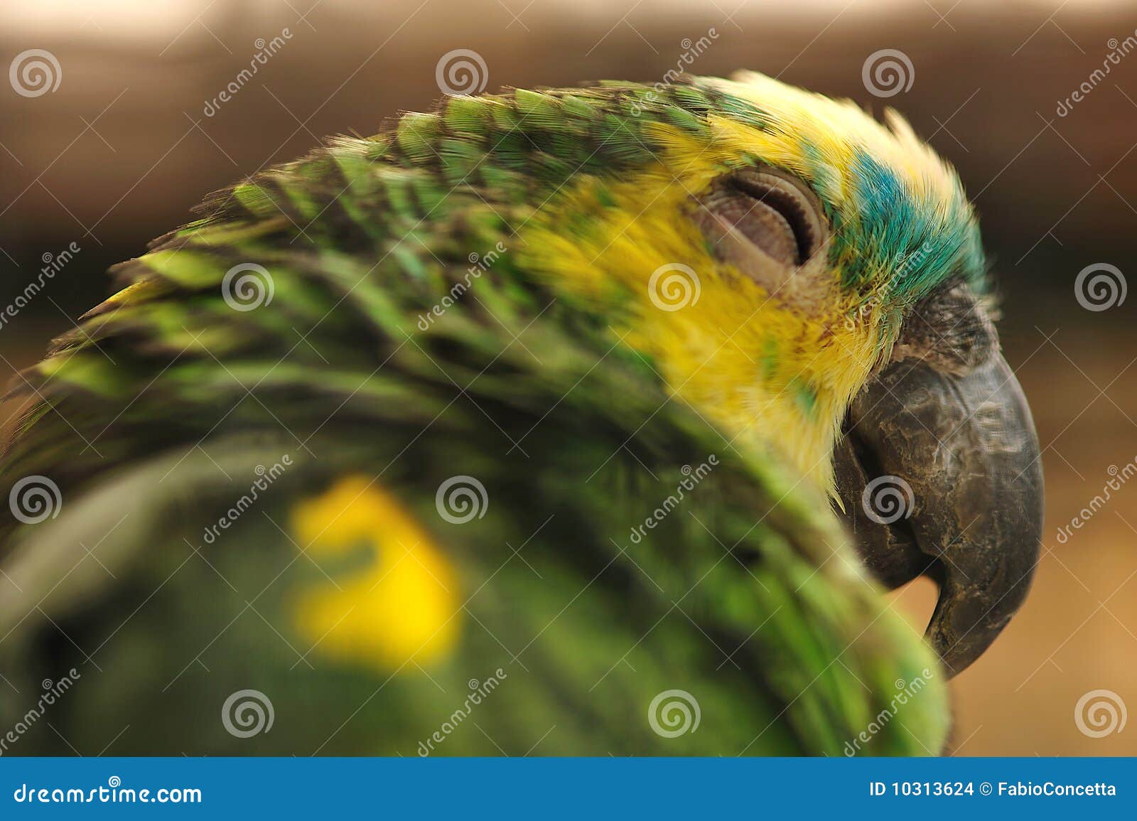Sleepy parrot stock photo. Image of parrot, yellow, feather - 10313624