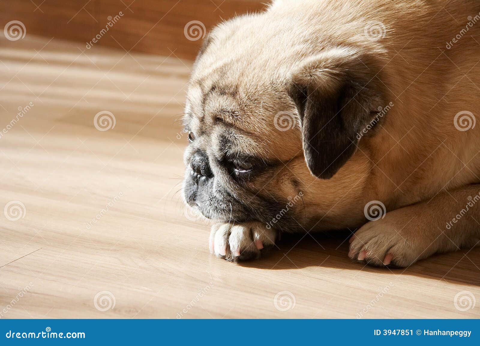 Sleepy pet dog stock image. Image of curious, depressed - 3947851