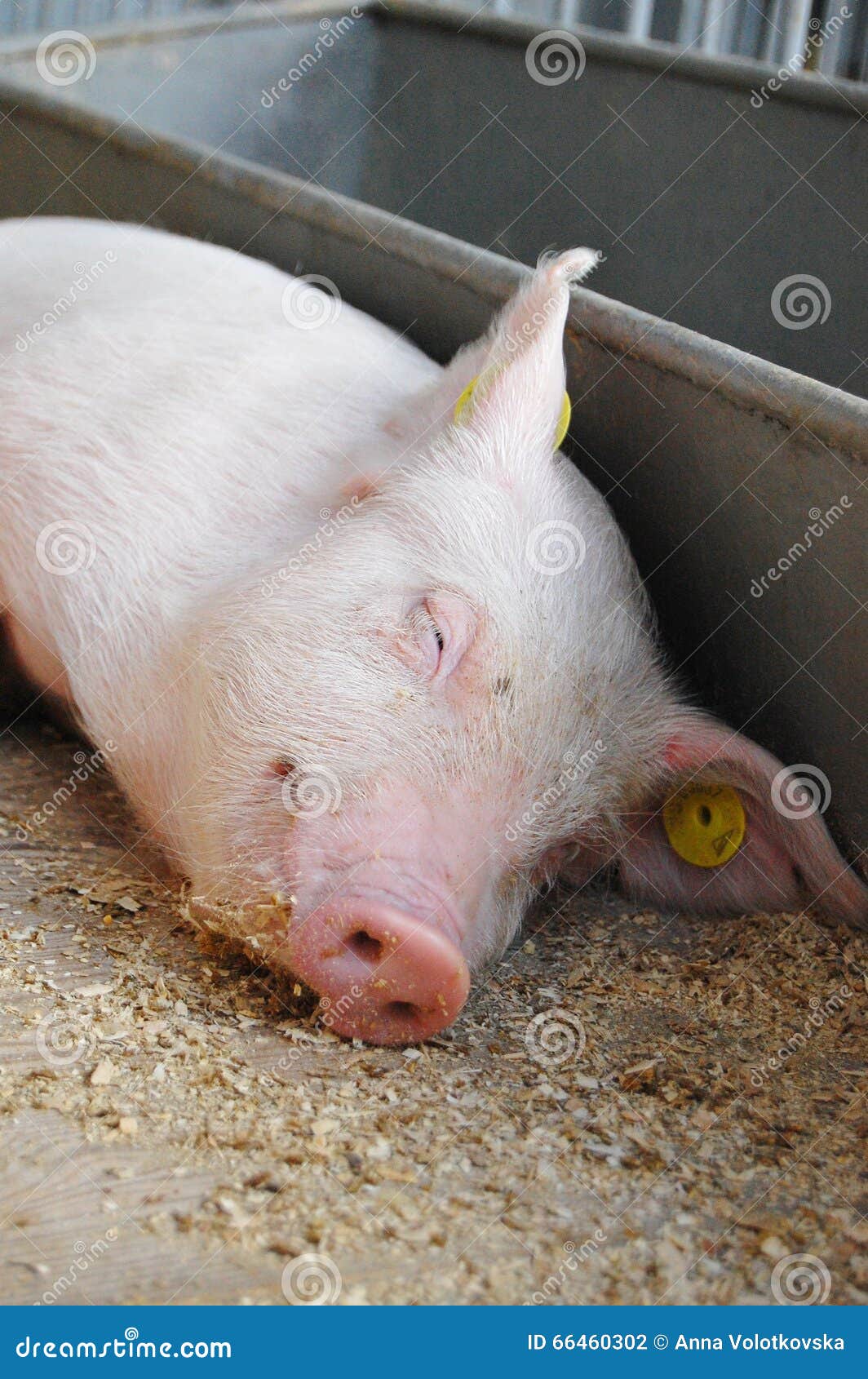 Sleepy piglet in a cage stock photo. Image of piglet - 66460302