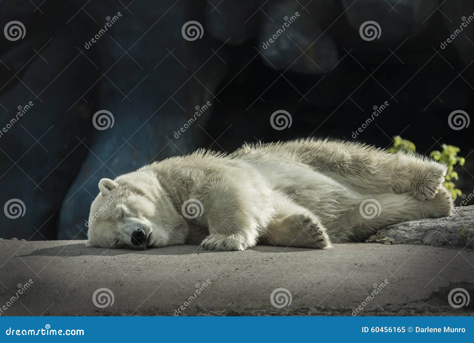 Sleepy Polar Bear stock image. Image of outdoors, hunter - 60456165