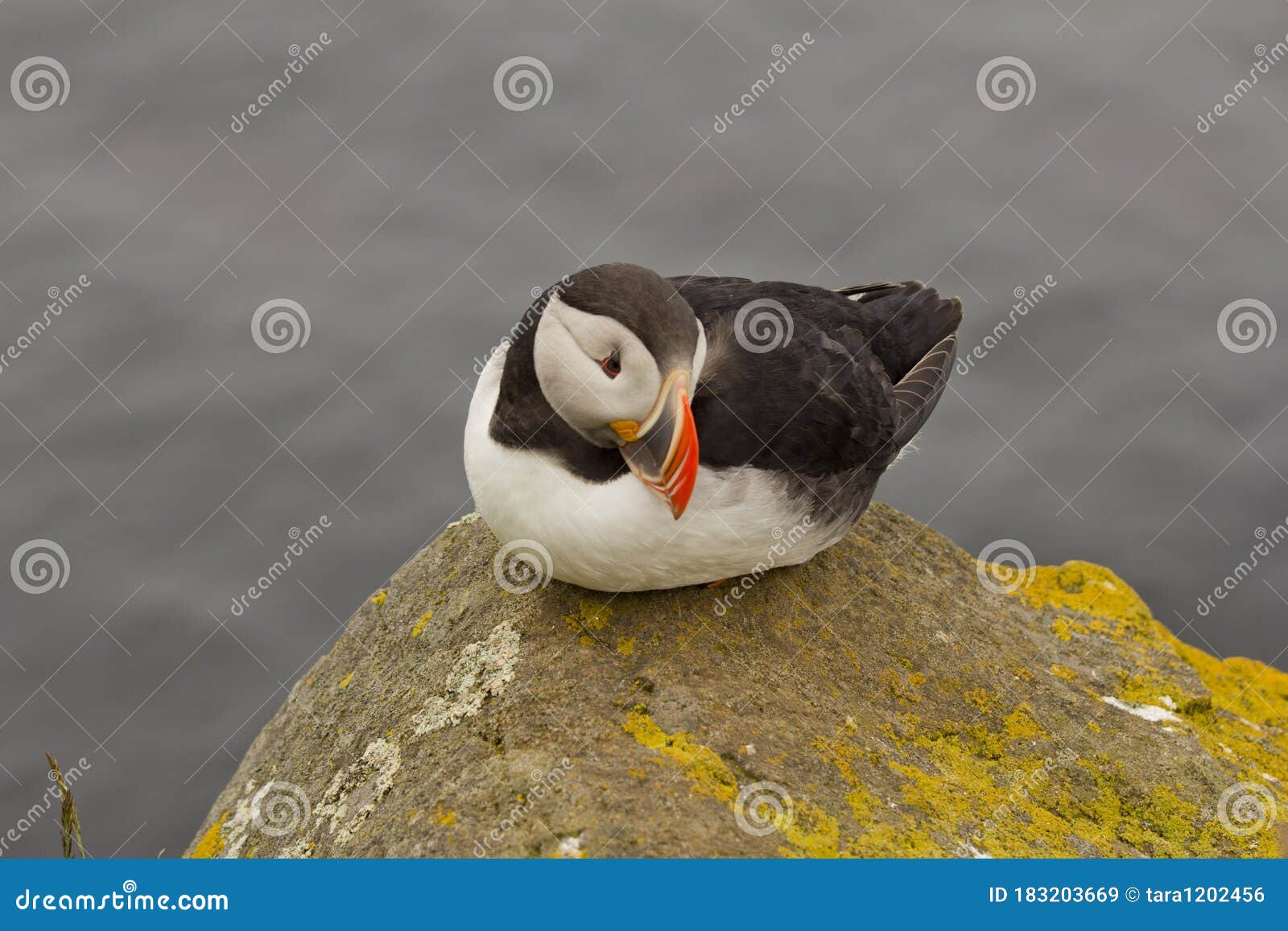 Sleepy Puffin at Latrabjarg Bird Cliffs, Iceland S West Fjords. Clown ... Sleepy Puffin at Latrabjarg Bird Cliffs, Iceland S West Fjords. Clown ...