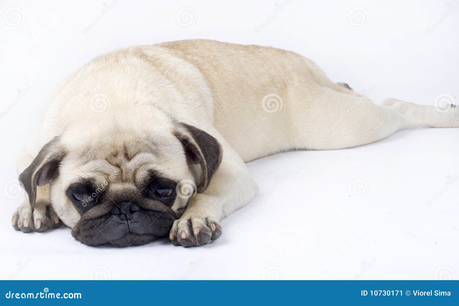 Sleepy pug stock image. Image of breed, sleepy, puppy - 10730171