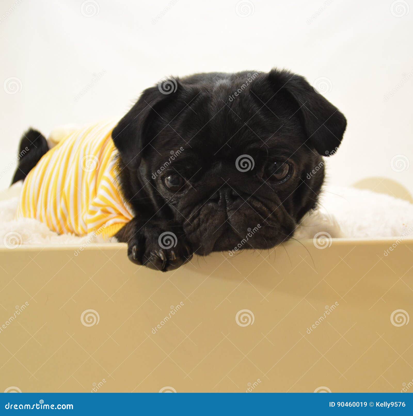 Sleepy pug dog stock image. Image of purebred, sleeping - 90460019