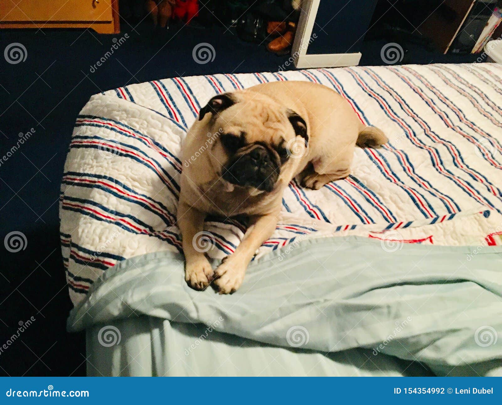 Sleepy Pug stock photo. Image of mammal, time, blanket - 154354992