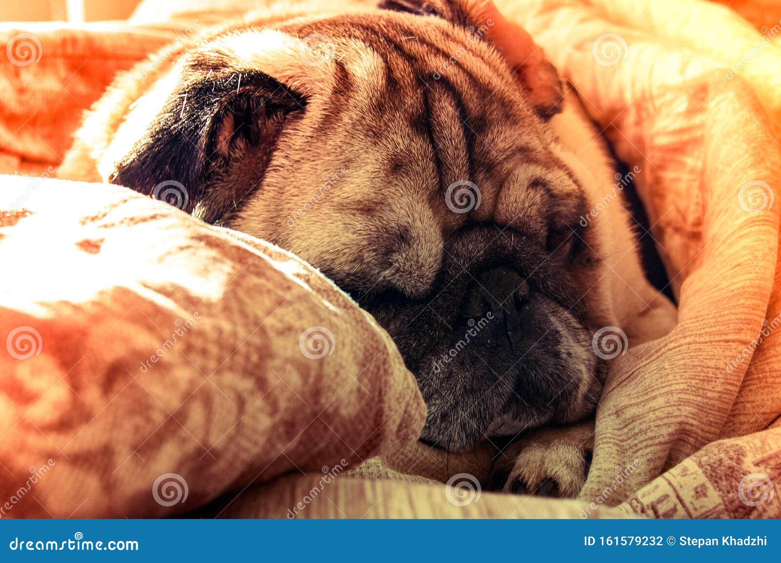 A Sleepy Pug Looks at the Camera. Attractive Dog Look Stock Photo ...