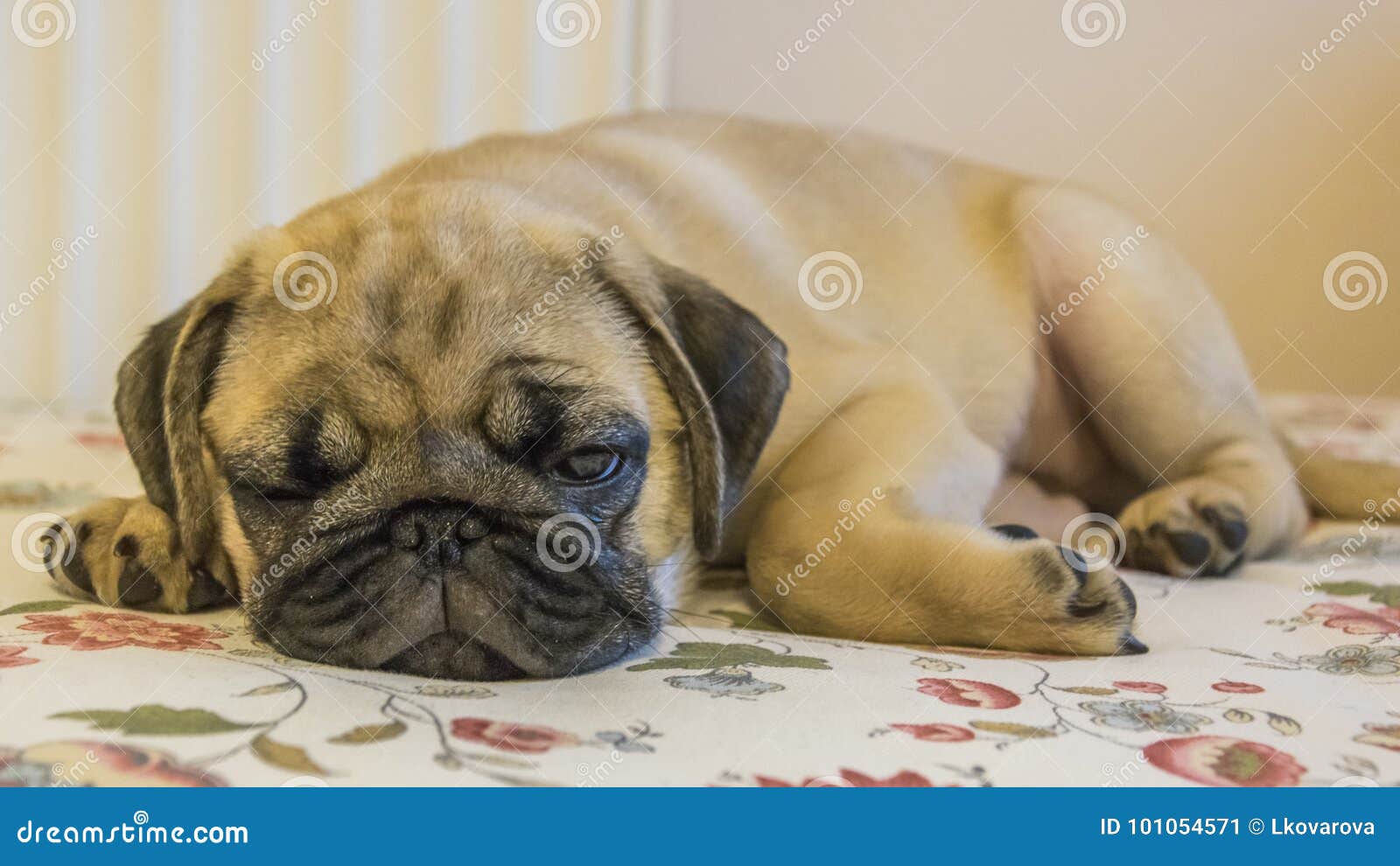 Sleepy pug puppy closeup stock image. Image of newborn - 101054571