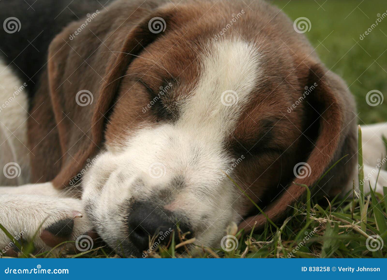 Sleepy Pup stock photo. Image of peace, grass, snore, fatigue - 838258