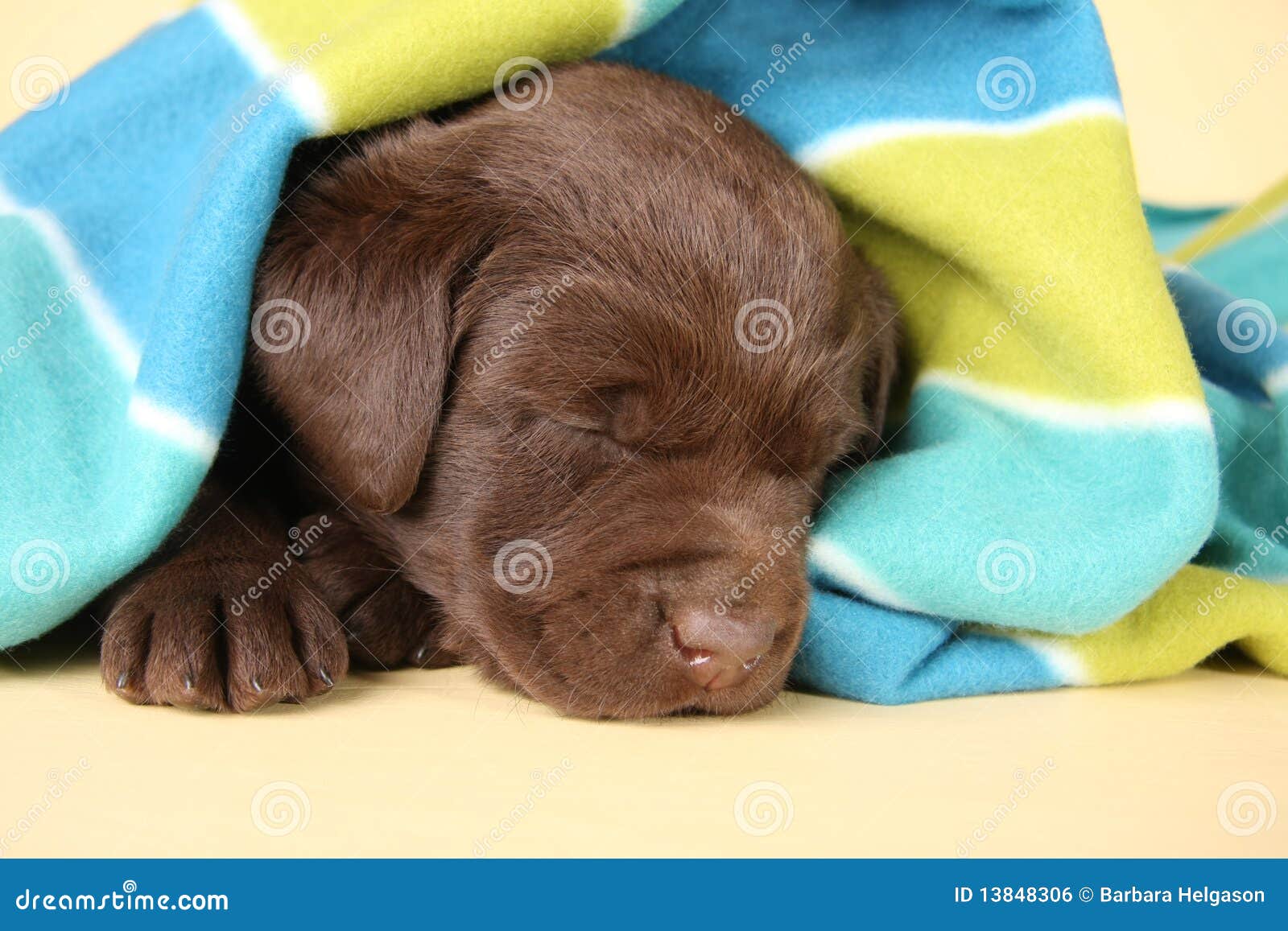 Sleepy puppy stock photo. Image of adorable, sleeping - 13848306