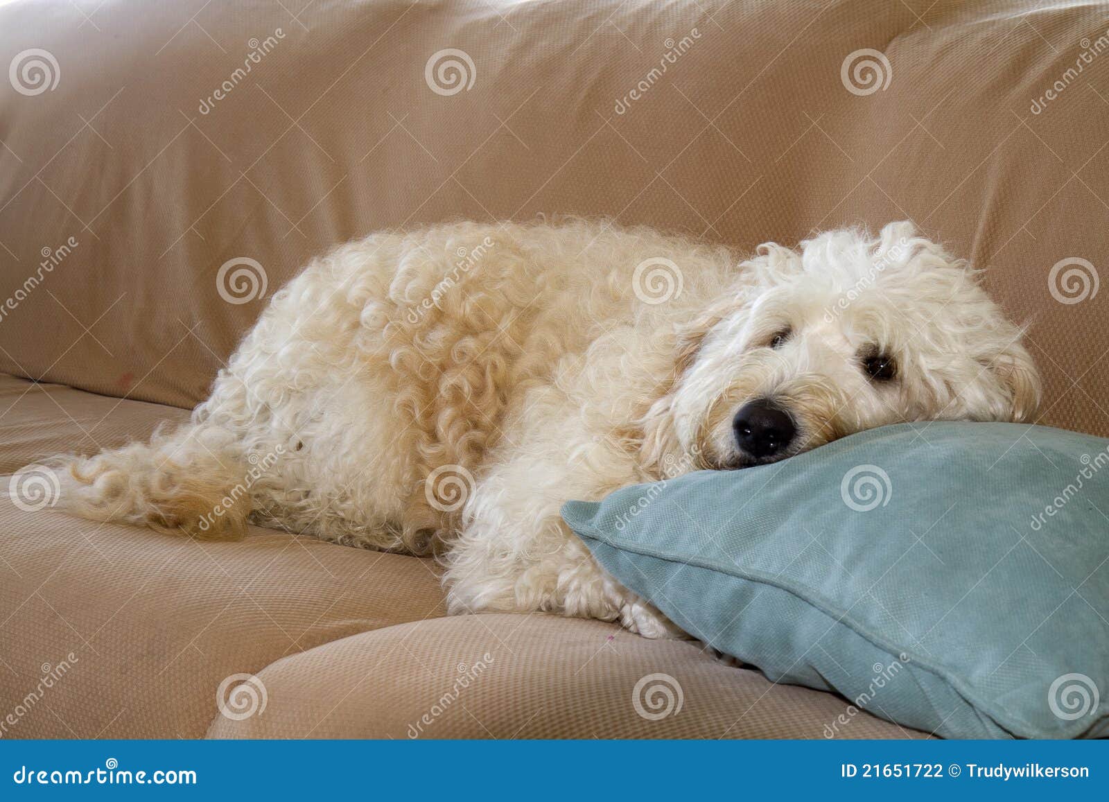 Sleepy Puppy stock photo. Image of golden, fluffy, pillow - 21651722