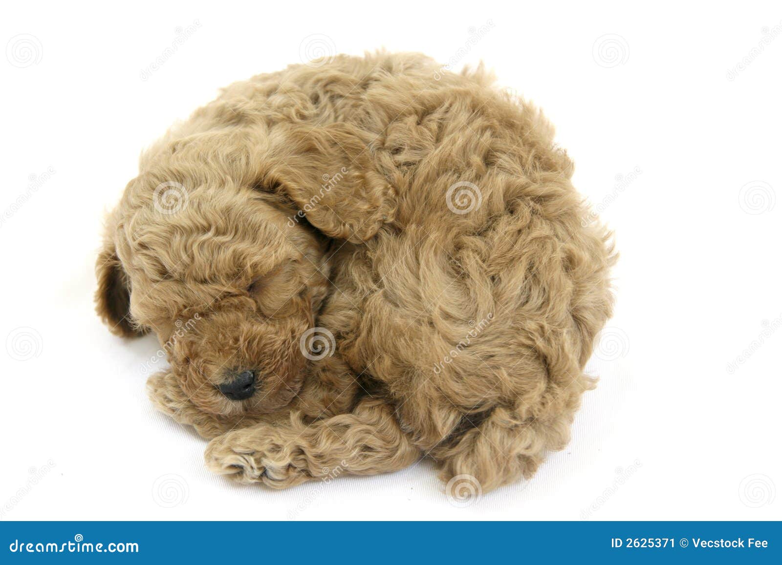 Sleepy puppy stock image. Image of sleepy, brown, child - 2625371