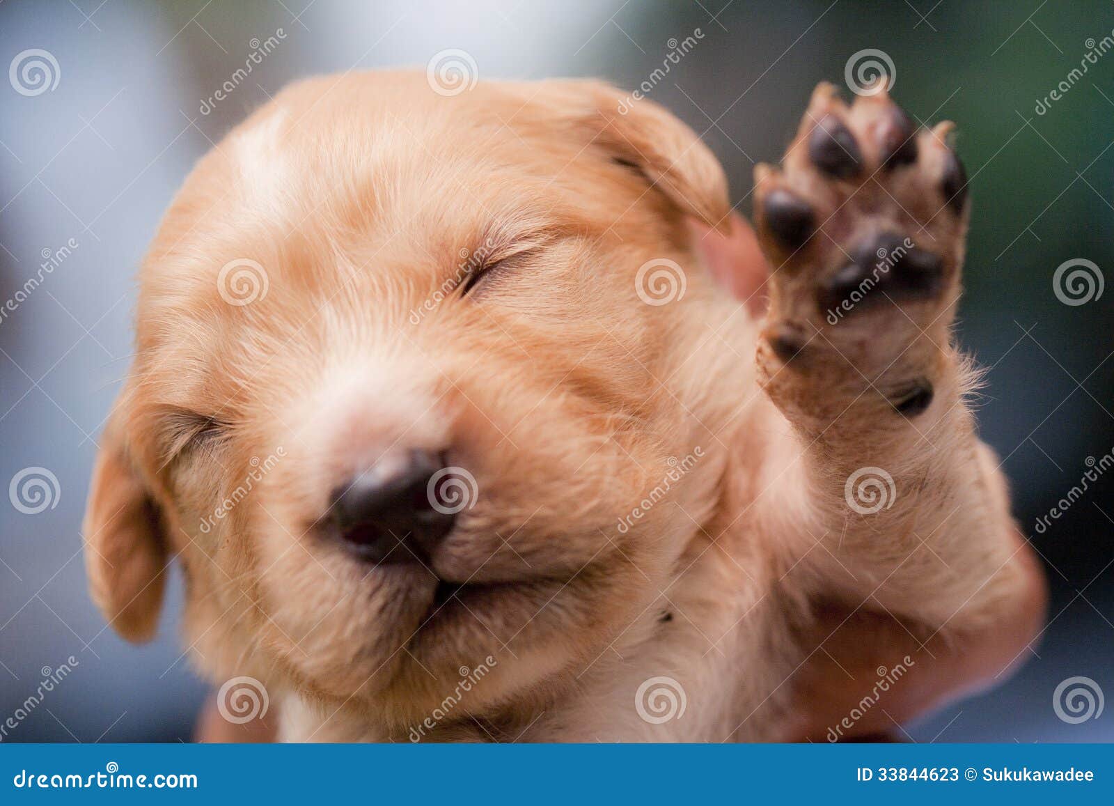 Sleepy puppy stock image. Image of park, portrait, lying - 33844623