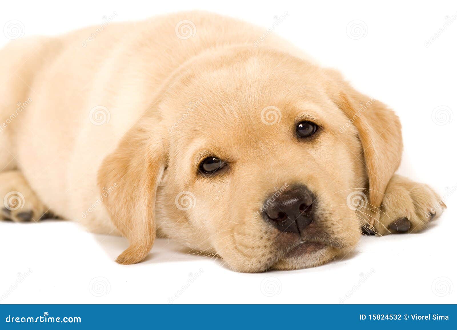 Sleepy Puppy Labrador Retriever Stock Photography | CartoonDealer.com ...