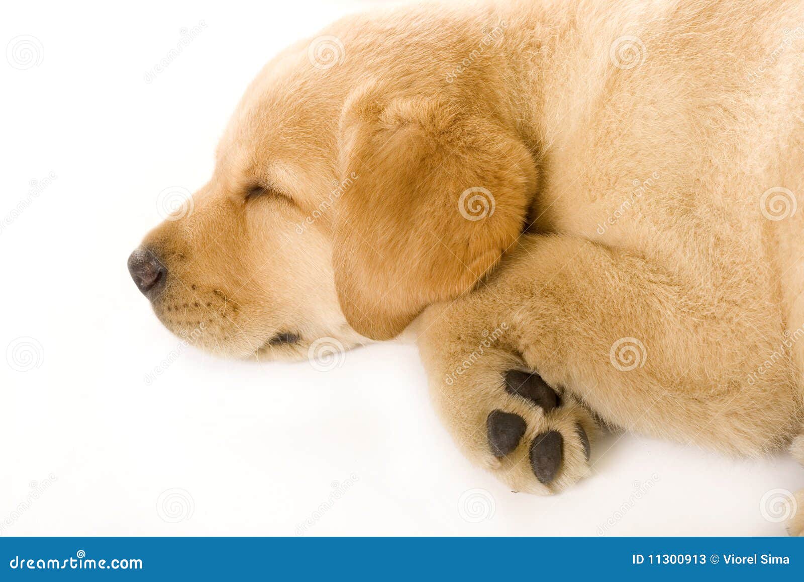 Sleepy Puppy Labrador Retriever Stock Photography | CartoonDealer.com ...