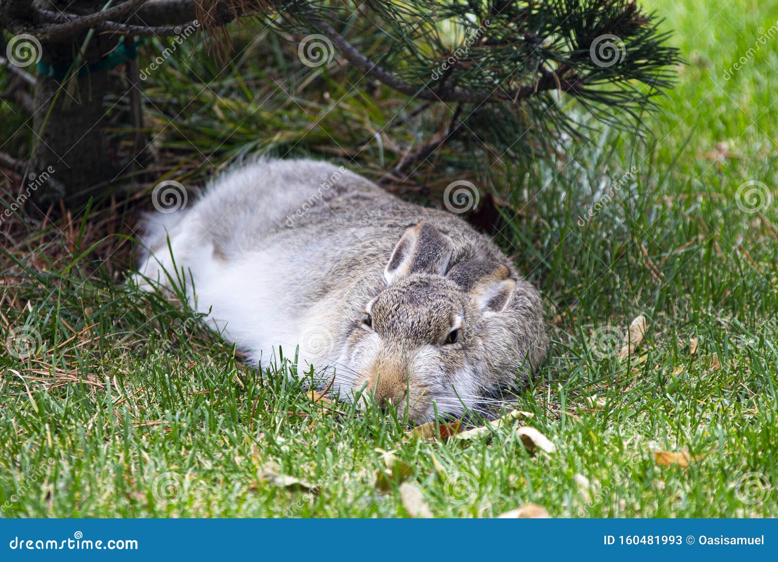 Sleepy Rabbit Resting in the Grass Stock Image - Image of beautiful ...