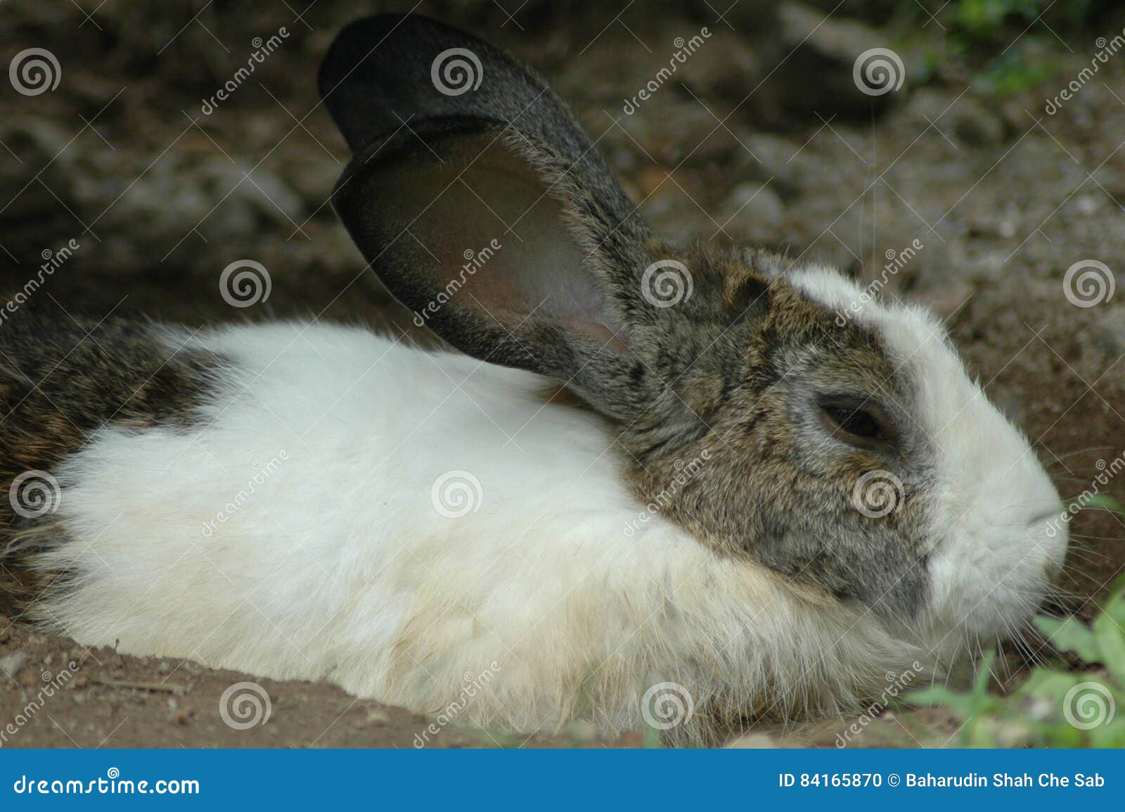 The sleepy rabbit stock photo. Image of flower, beach - 84165870