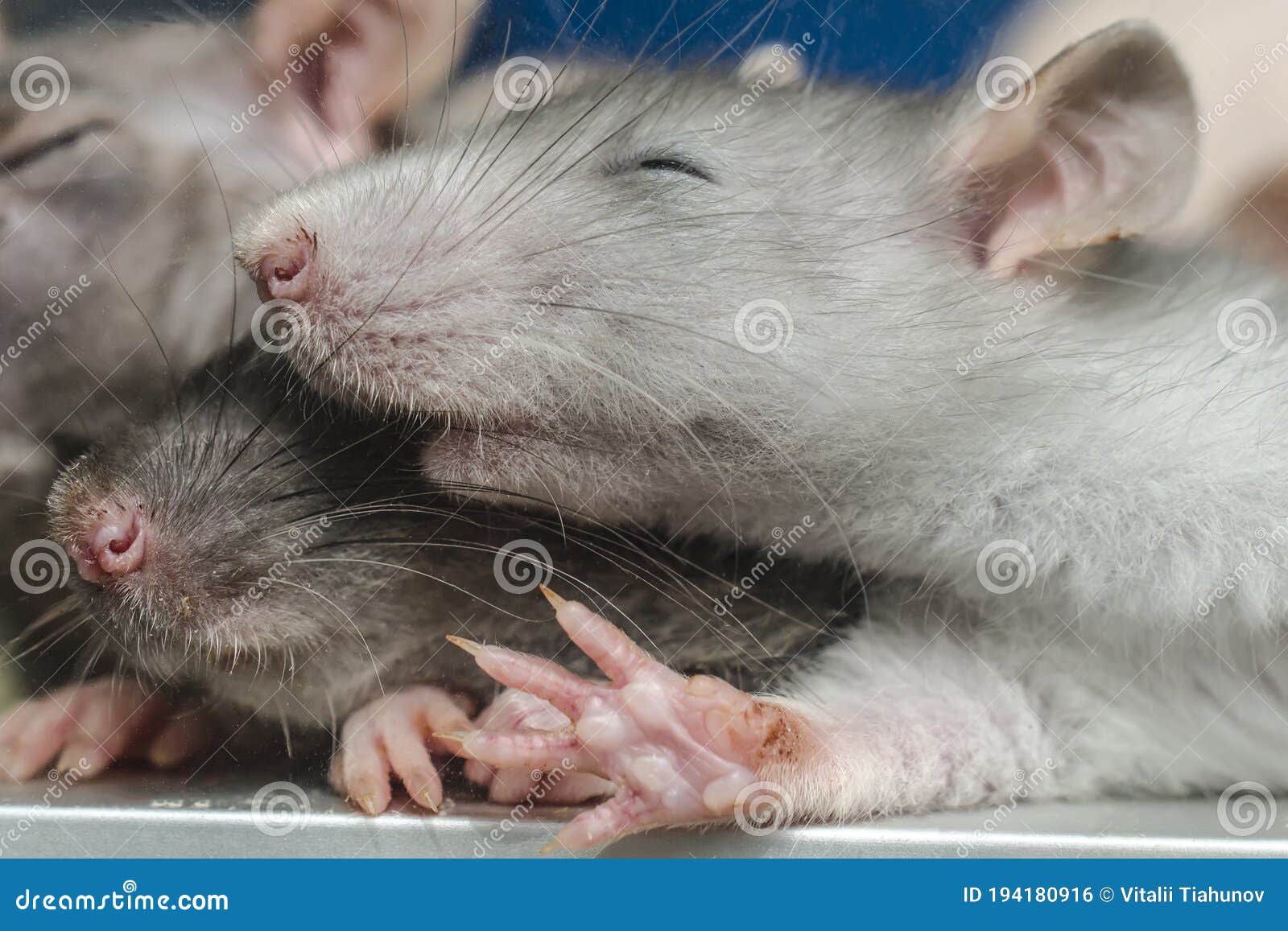 Cute Little Gray Rat Sleeping Stock Photo - Image of rodent, blind ...
