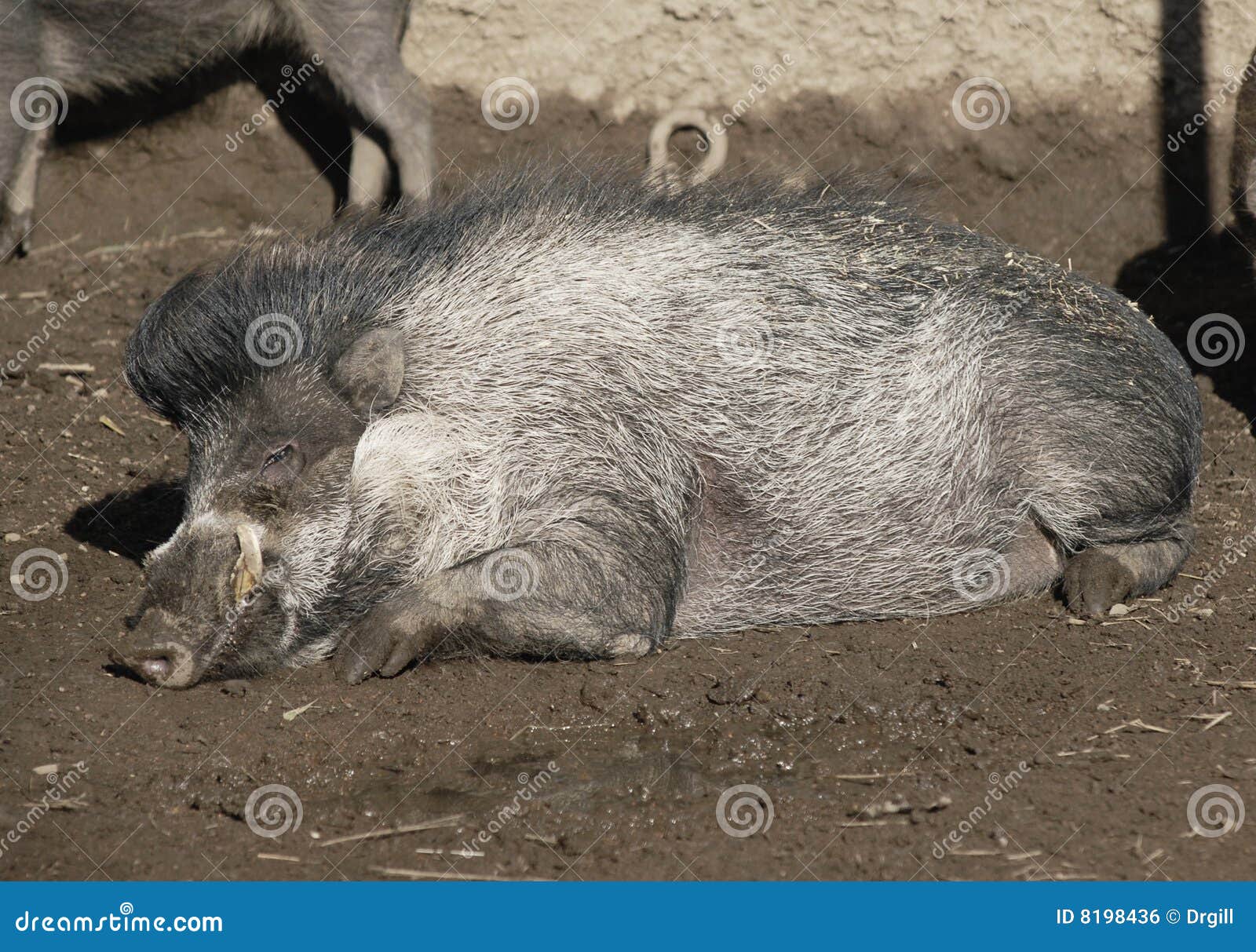 Sleepy Razorback stock photo. Image of outdoors, wild - 8198436