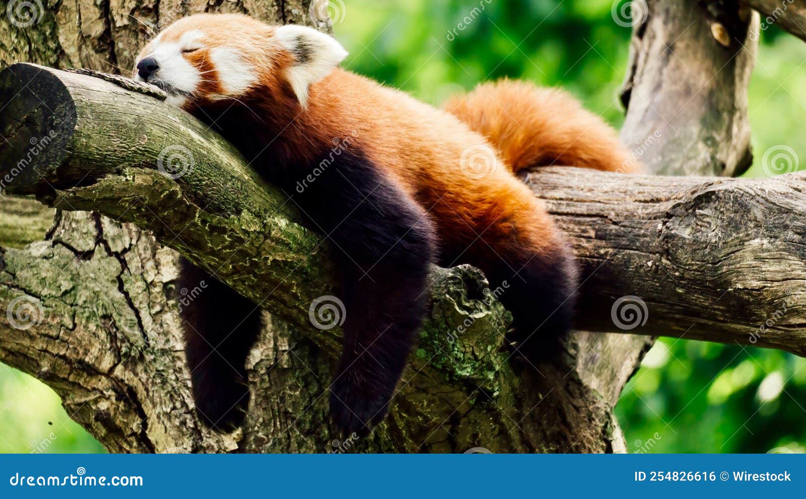 A Sleepy Red Panda in a Tree Stock Photo - Image of leisure, outdoors ...