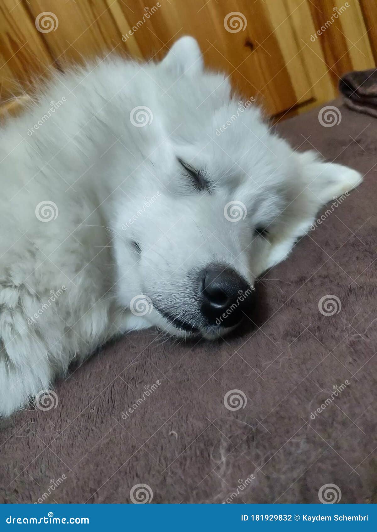 Sleepy Samoyed Dog stock photo. Image of animal, whiskers - 181929832
