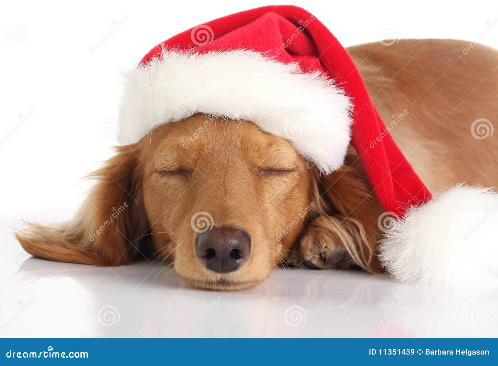 Sleepy Santa Dog Royalty Free Stock Images - Image: 11351439