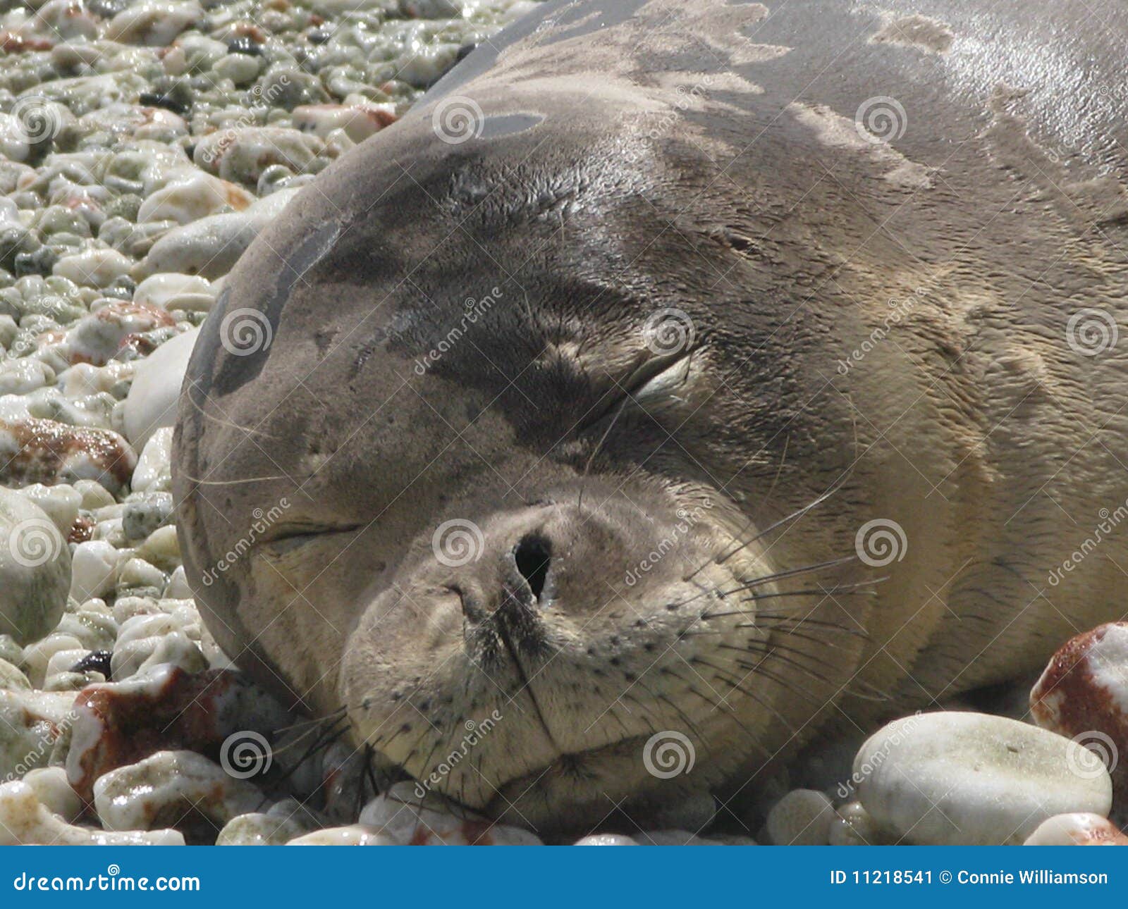 Sleepy Seal stock image. Image of tired, monk, tourist - 11218541