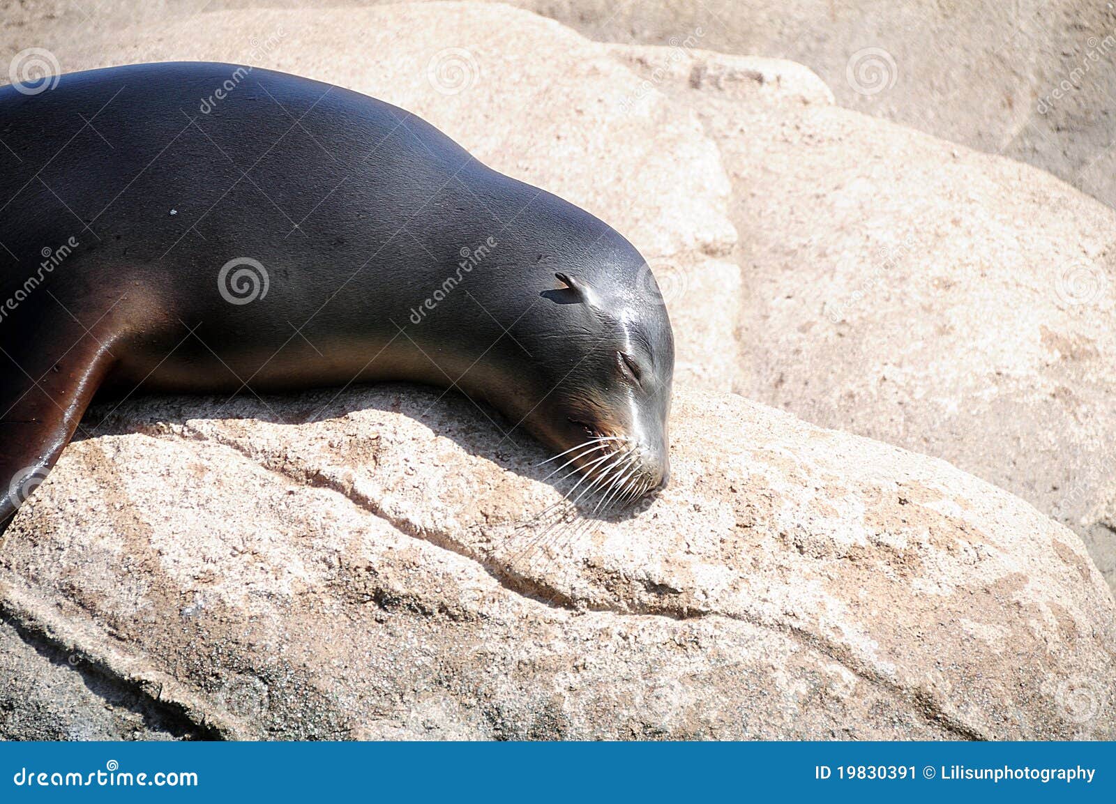 Sleepy Seal stock image. Image of stone, wildlife, sleeping - 19830391