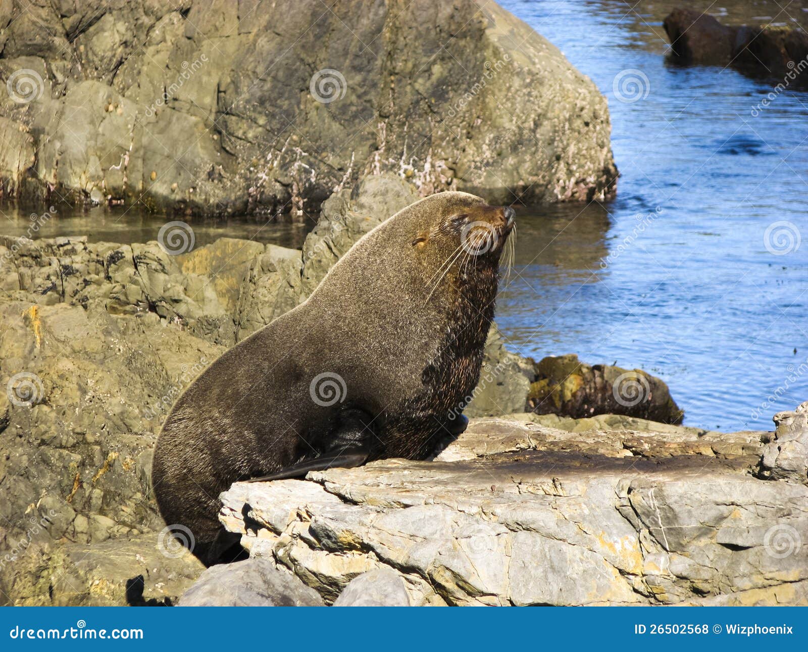 Sleepy seal stock photo. Image of aquatic, relax, mother - 26502568