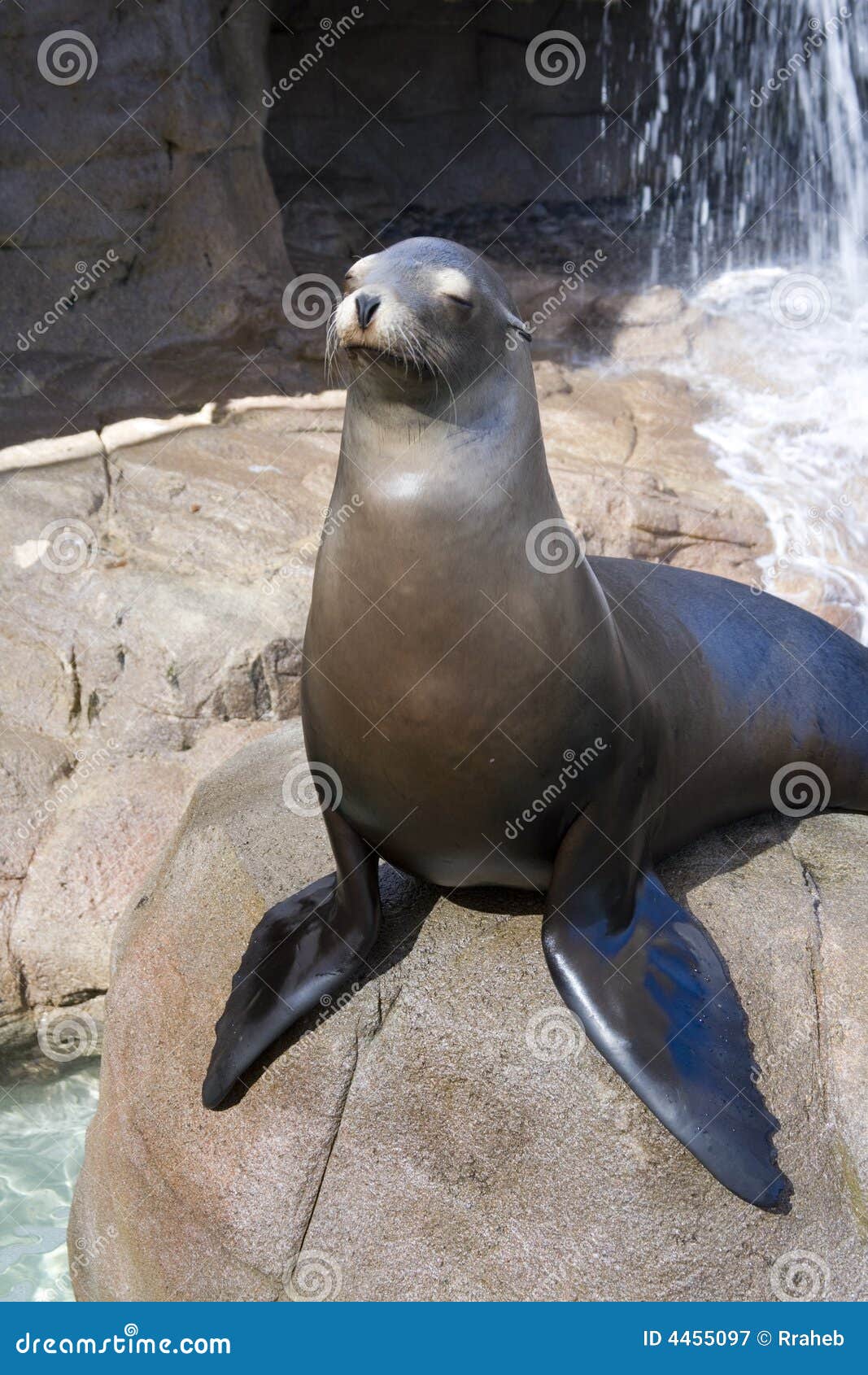 Sleepy Seal Posing for the Photo Stock Image - Image of pose, posing: 4455097