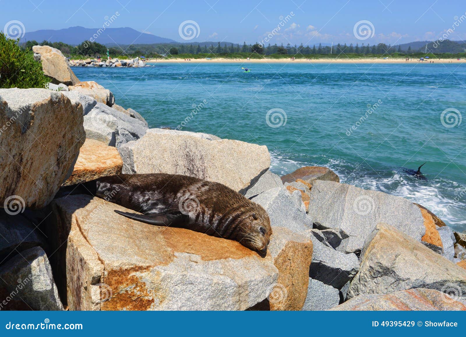 Sleepy Seal on Rocks at Narooma Stock Image - Image of animal, relax ...
