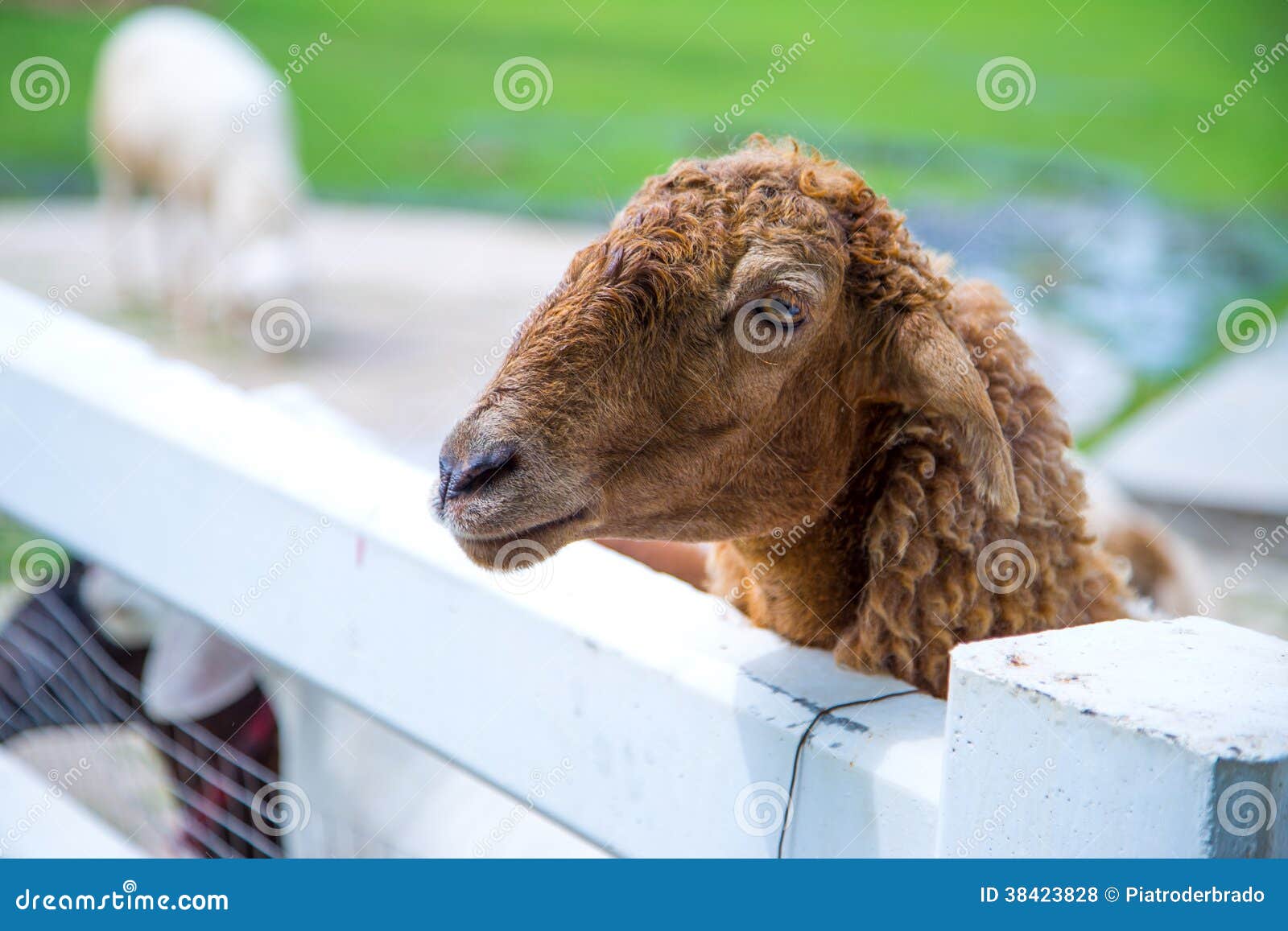 Sleepy sheep stock photo. Image of animal, farming, easter - 38423828