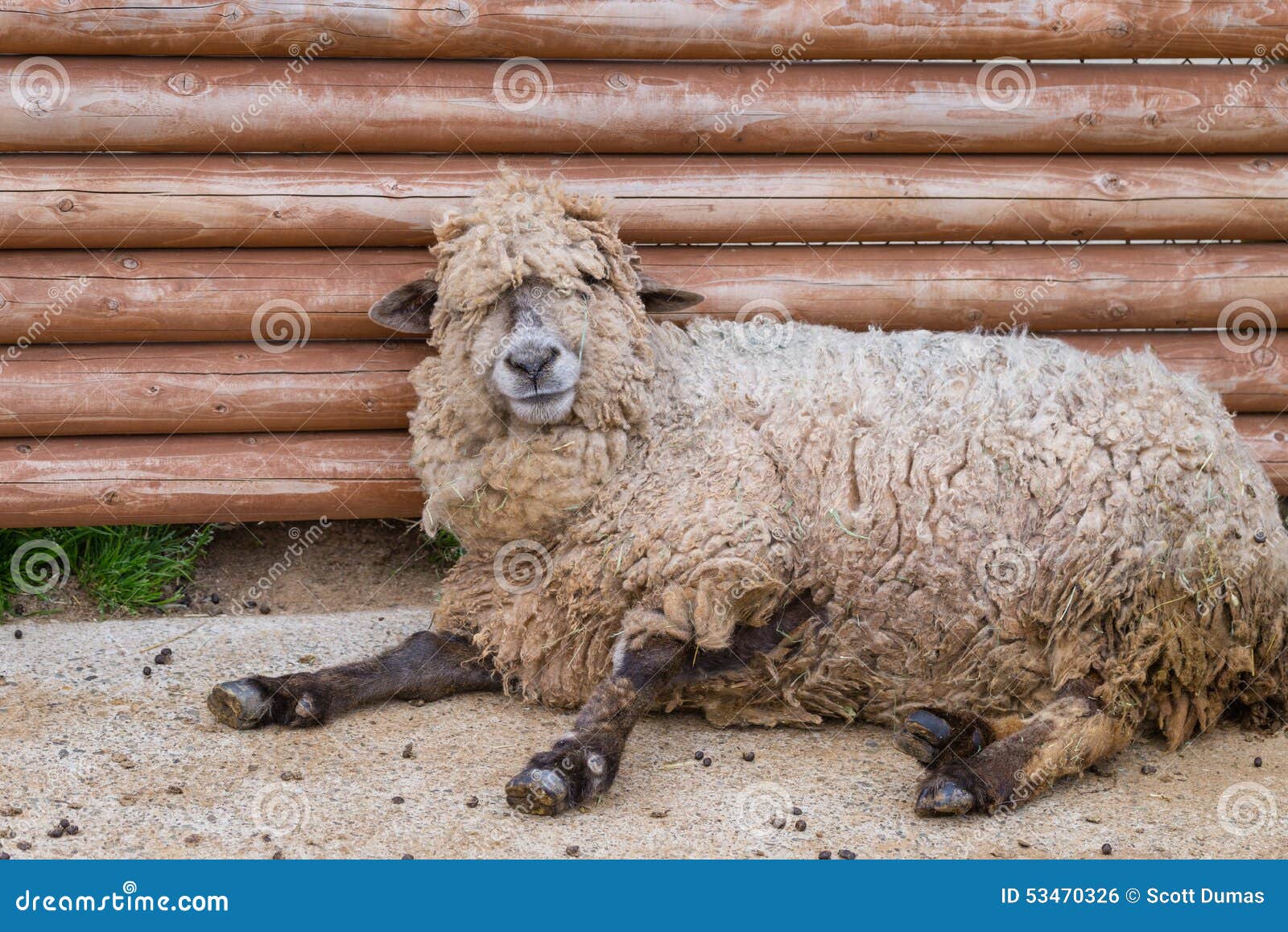 Sleepy Sheep stock photo. Image of lazy, wool, cute, sleepy - 53470326