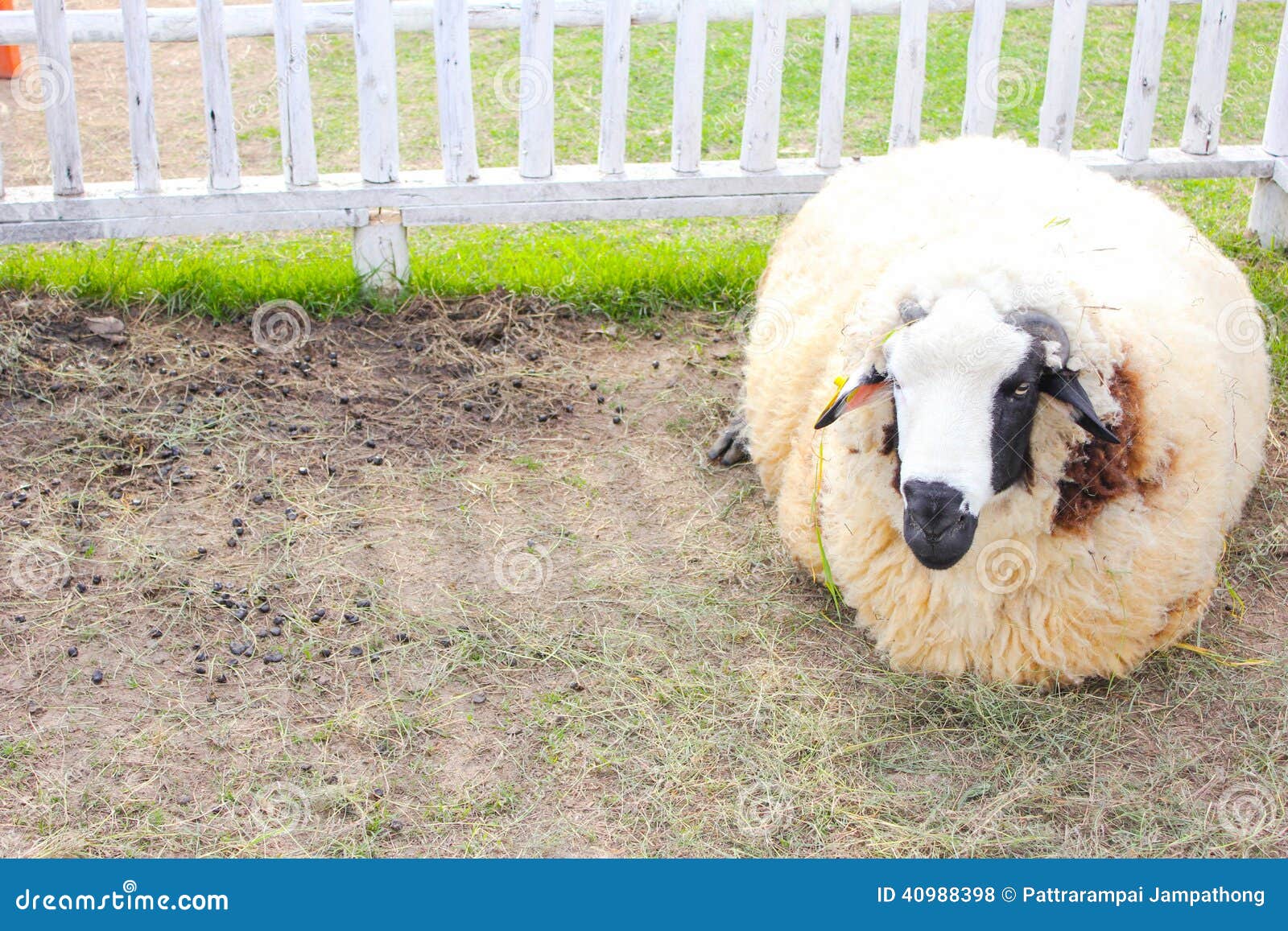 Sleepy sheep stock photo. Image of sleepy, feather, sheepfarm - 40988398