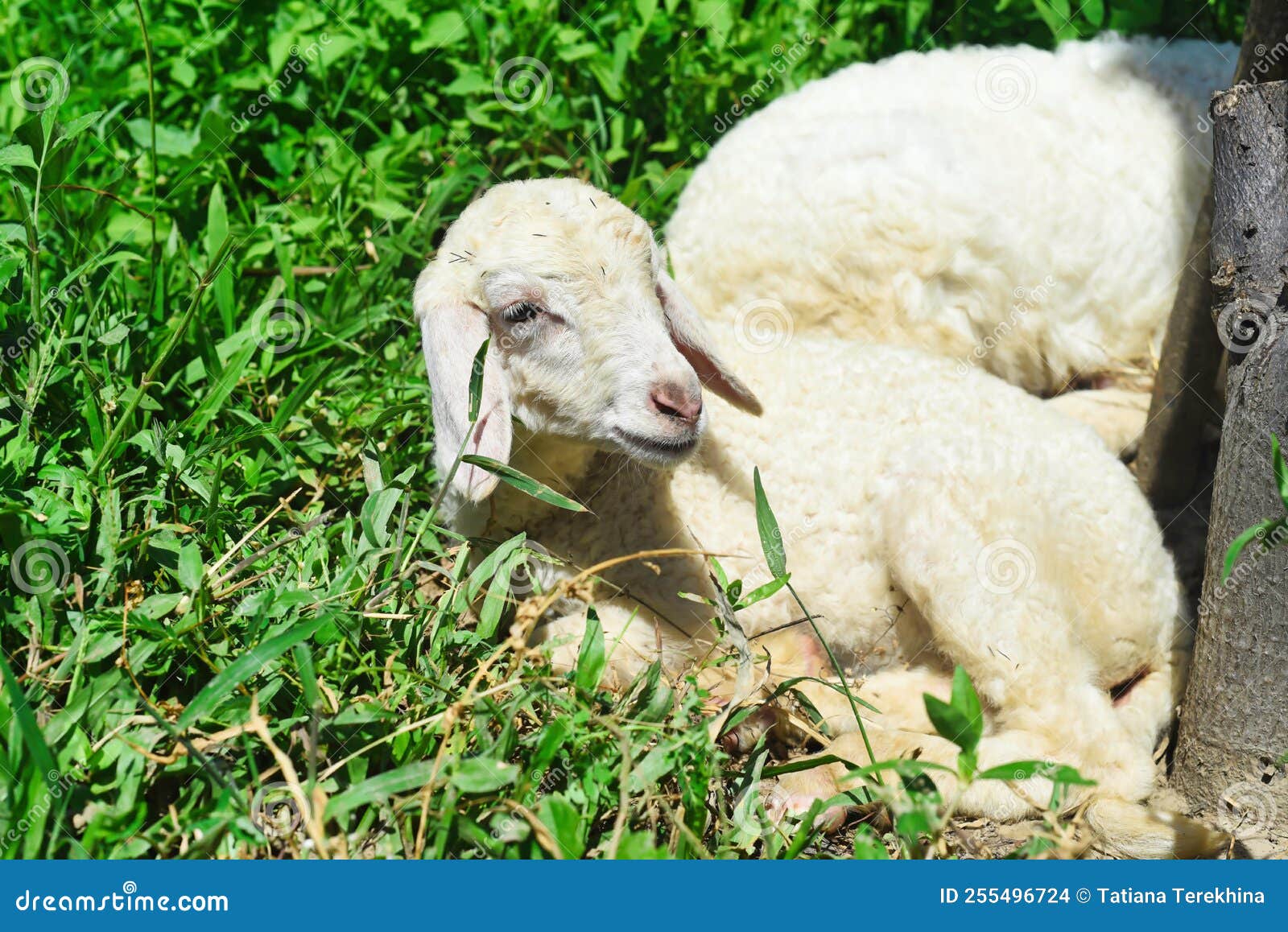 Sleepy Sheep Has a Nap Under Sunlight Stock Photo - Image of breed ...