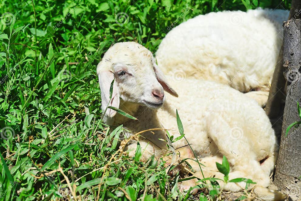 Sleepy Sheep Has a Nap Under Sunlight Stock Photo - Image of breed, herd: 255496724