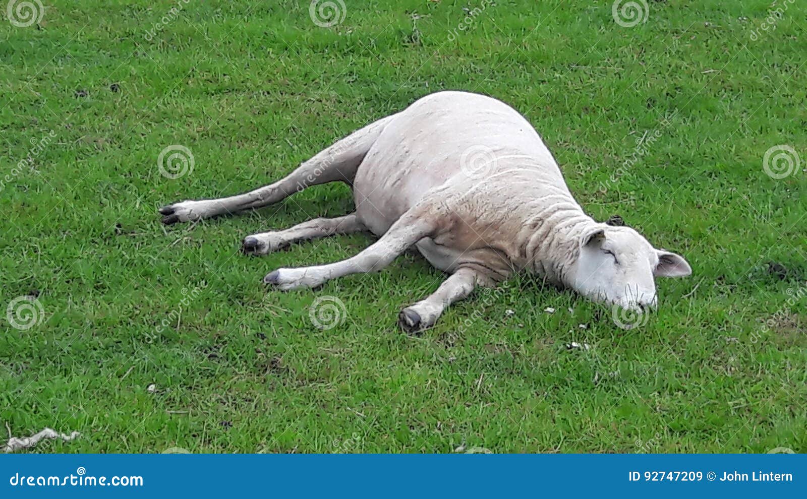 Sleepy Sheep stock image. Image of sleeping, sheep, shawn - 92747209