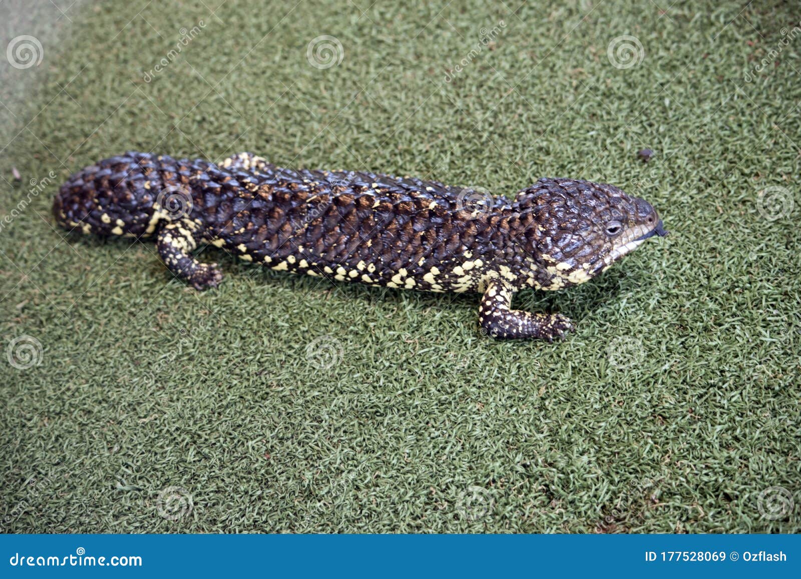 This is a Side View of a Sleepy Lizard Stock Image - Image of scales ...