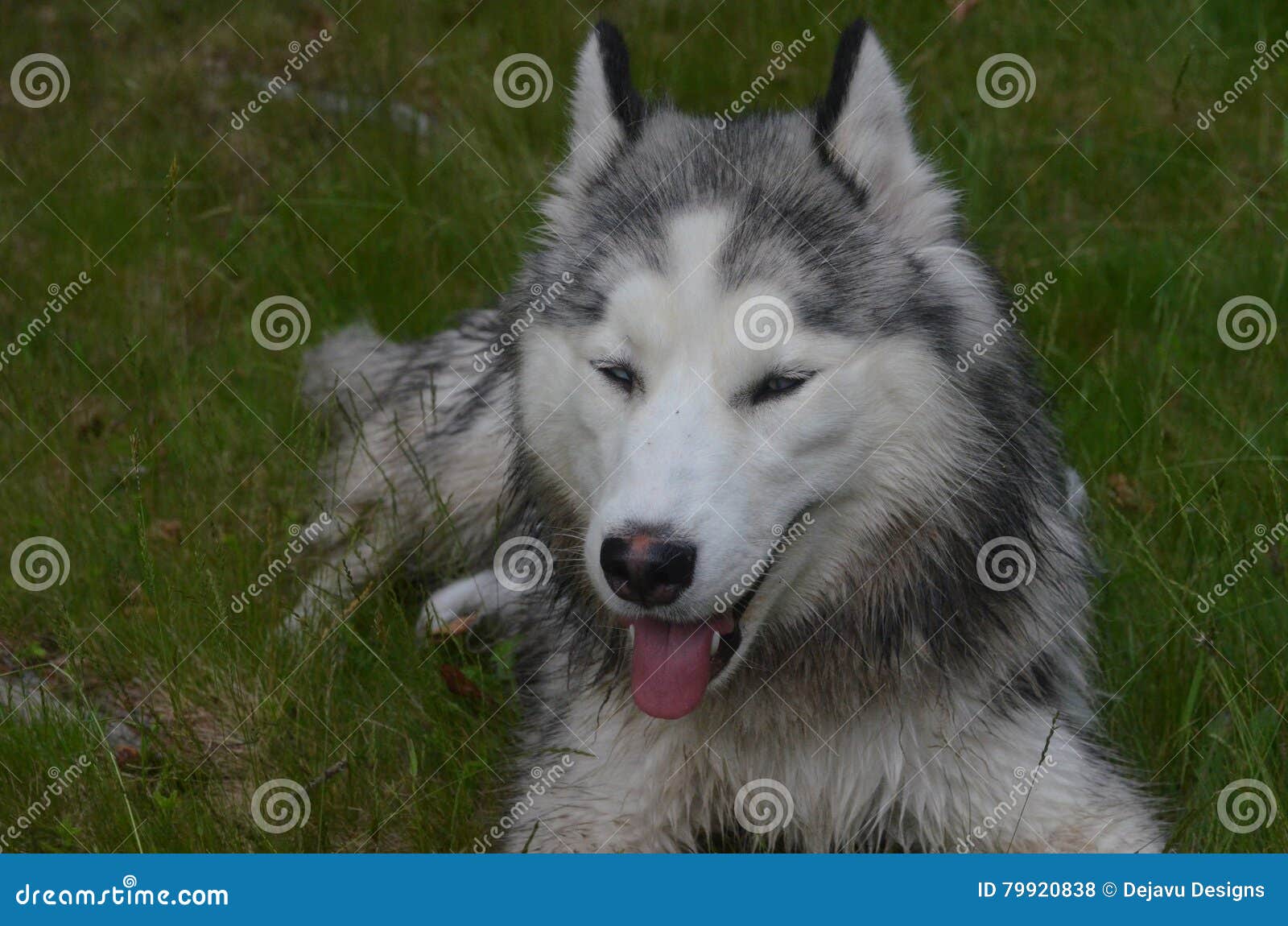 Sleepy Siberian Husky Dog stock photo. Image of siberian - 79920838