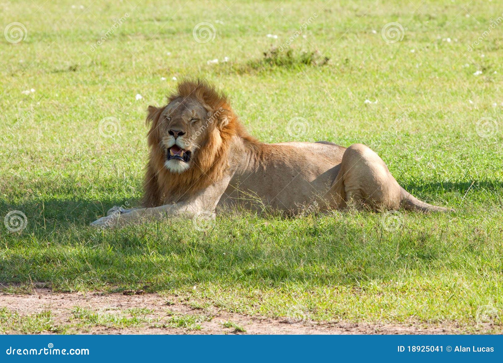 Sleepy Simba stock image. Image of animal, east, outside - 18925041