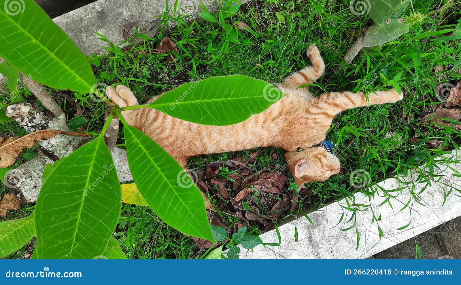 Sleepy Simba the Orange Cat Stock Photo - Image of flower, plant: 266220418