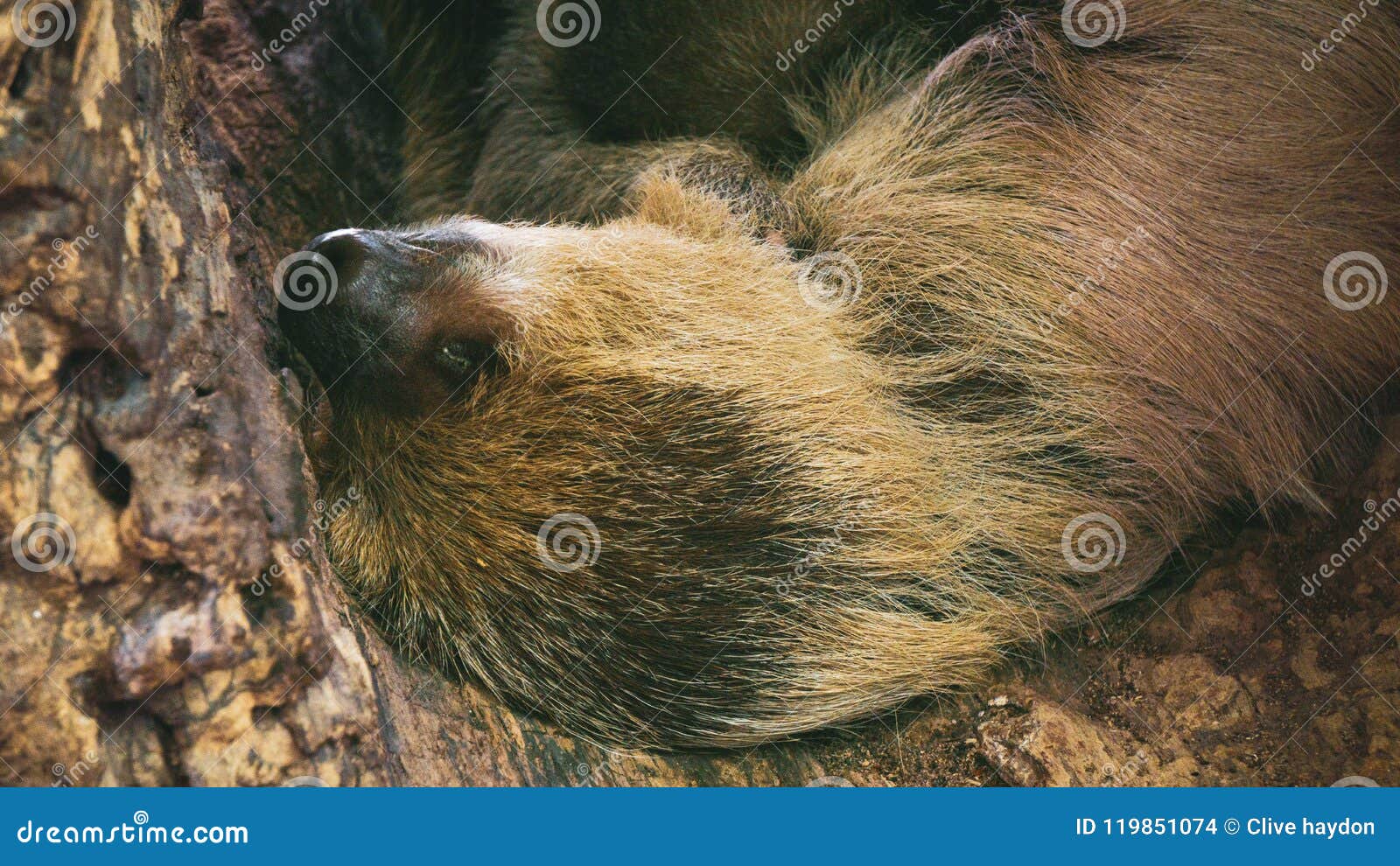 Sleepy sloth stock photo. Image of rest, sloth, sleepy - 119851074