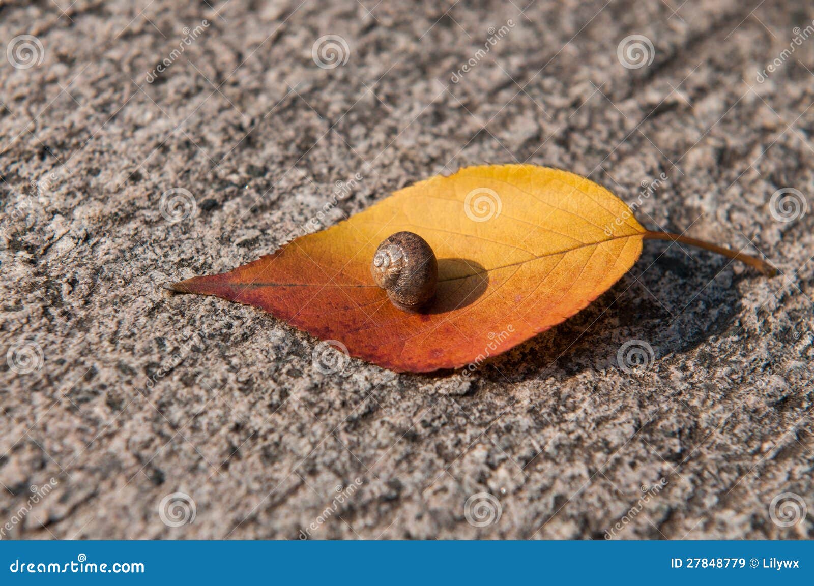 Sleepy snail stock image. Image of lovely, orange, china - 27848779