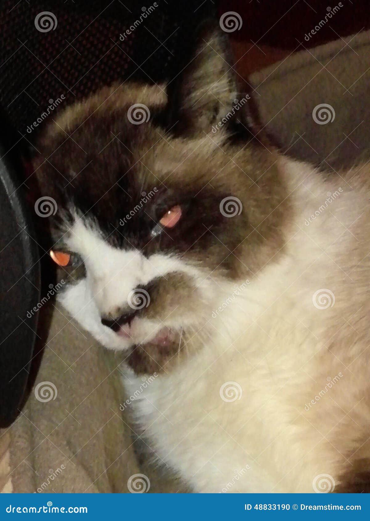 Sleepy Snowshoe stock photo. Image of cute, snowshoe - 48833190
