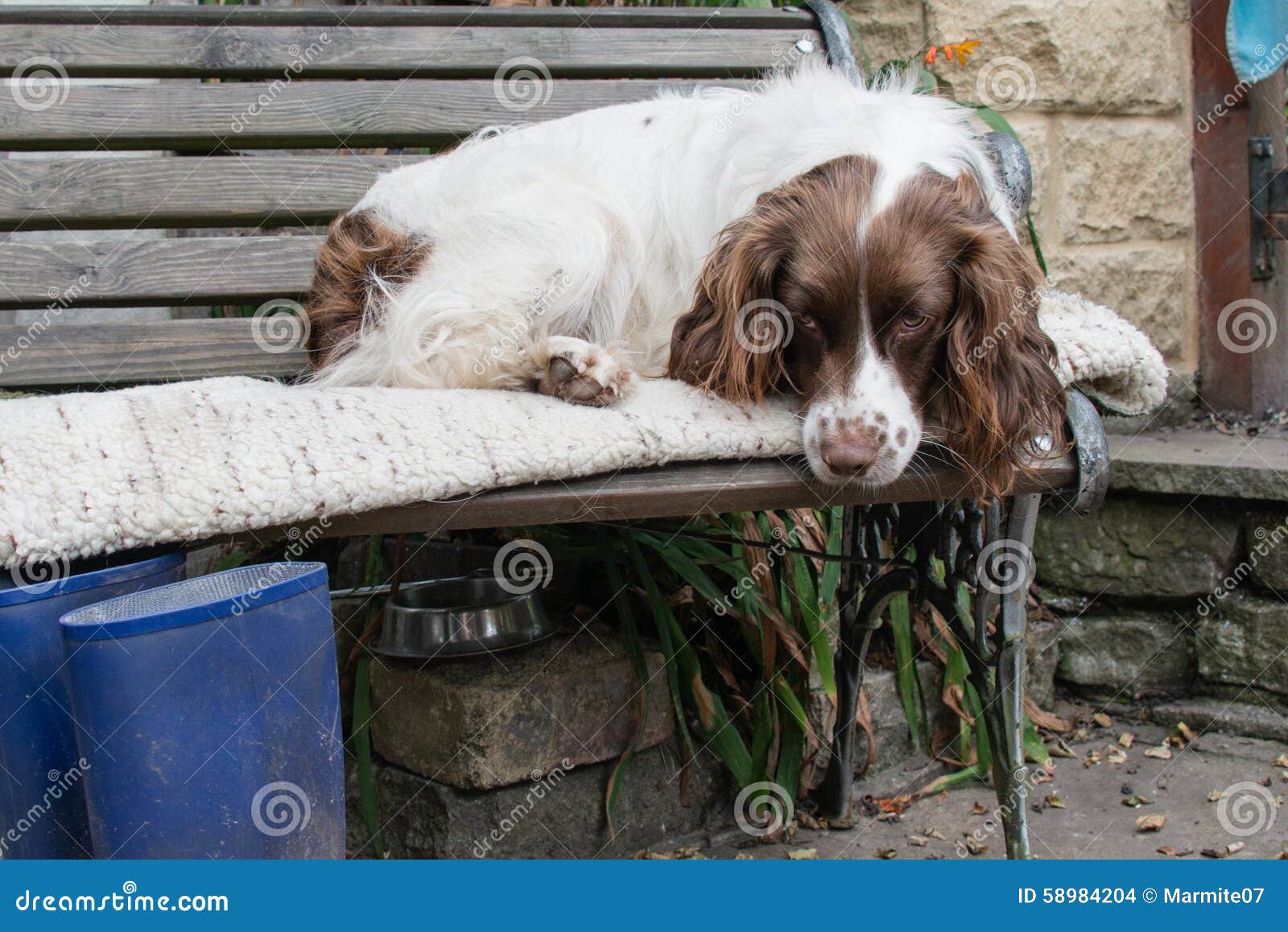 Sleepy springer spaniel stock photo. Image of resting - 58984204