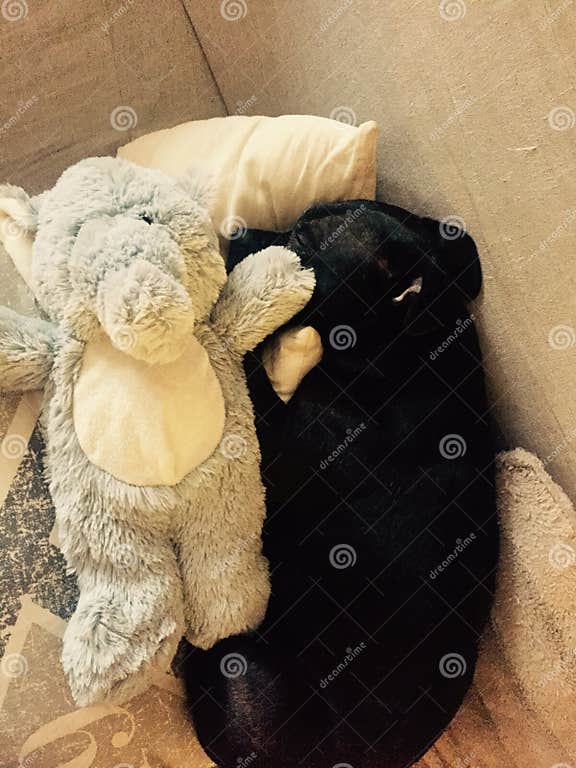 Sleepy Staffy stock image. Image of sleeping, staffy - 88904551