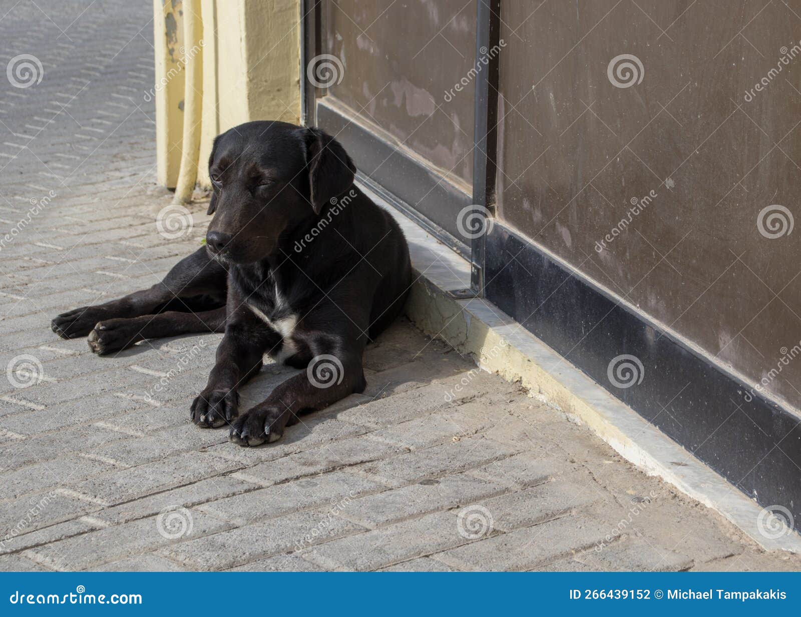 Sleepy stray black dog stock photo. Image of stray, sleepy - 266439152