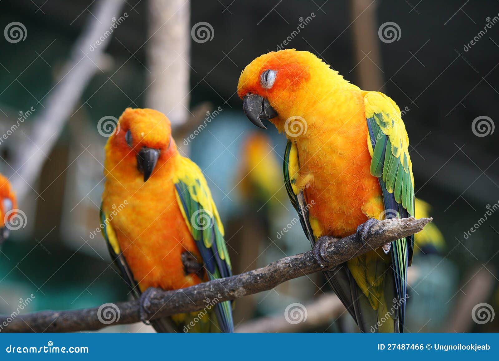 Sleepy sun conure stock photo. Image of beak, parakeet - 27487466