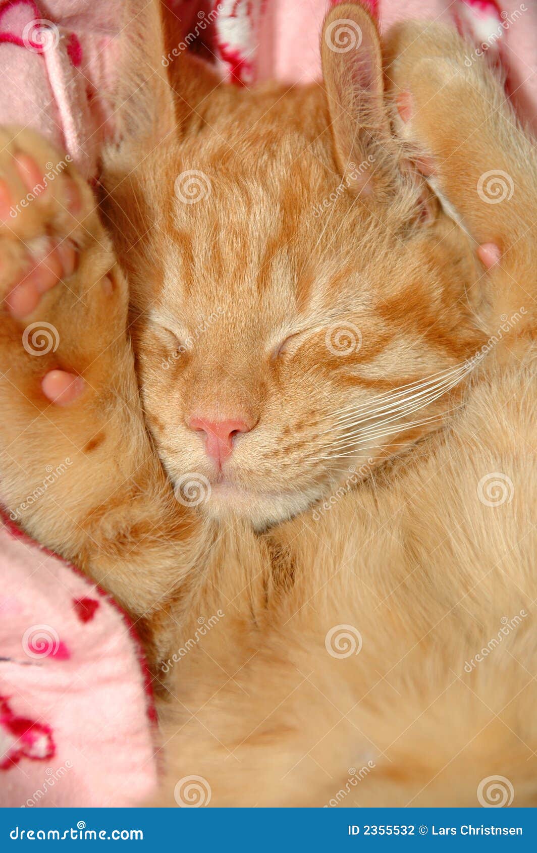 Sleepy sweet kitten stock photo. Image of ears, fluffy - 2355532