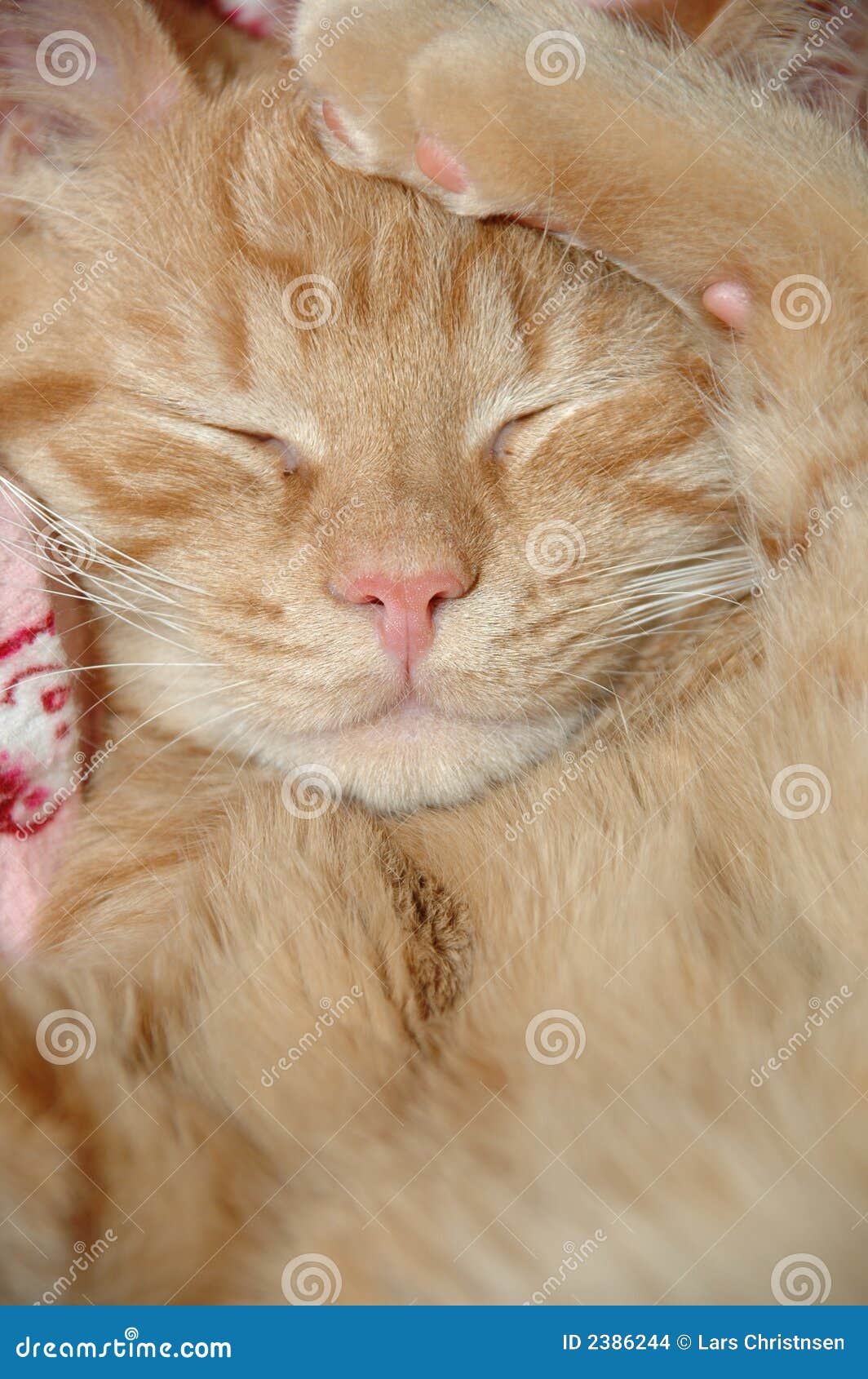 Sleepy sweet kitten stock photo. Image of look, casual - 2386244