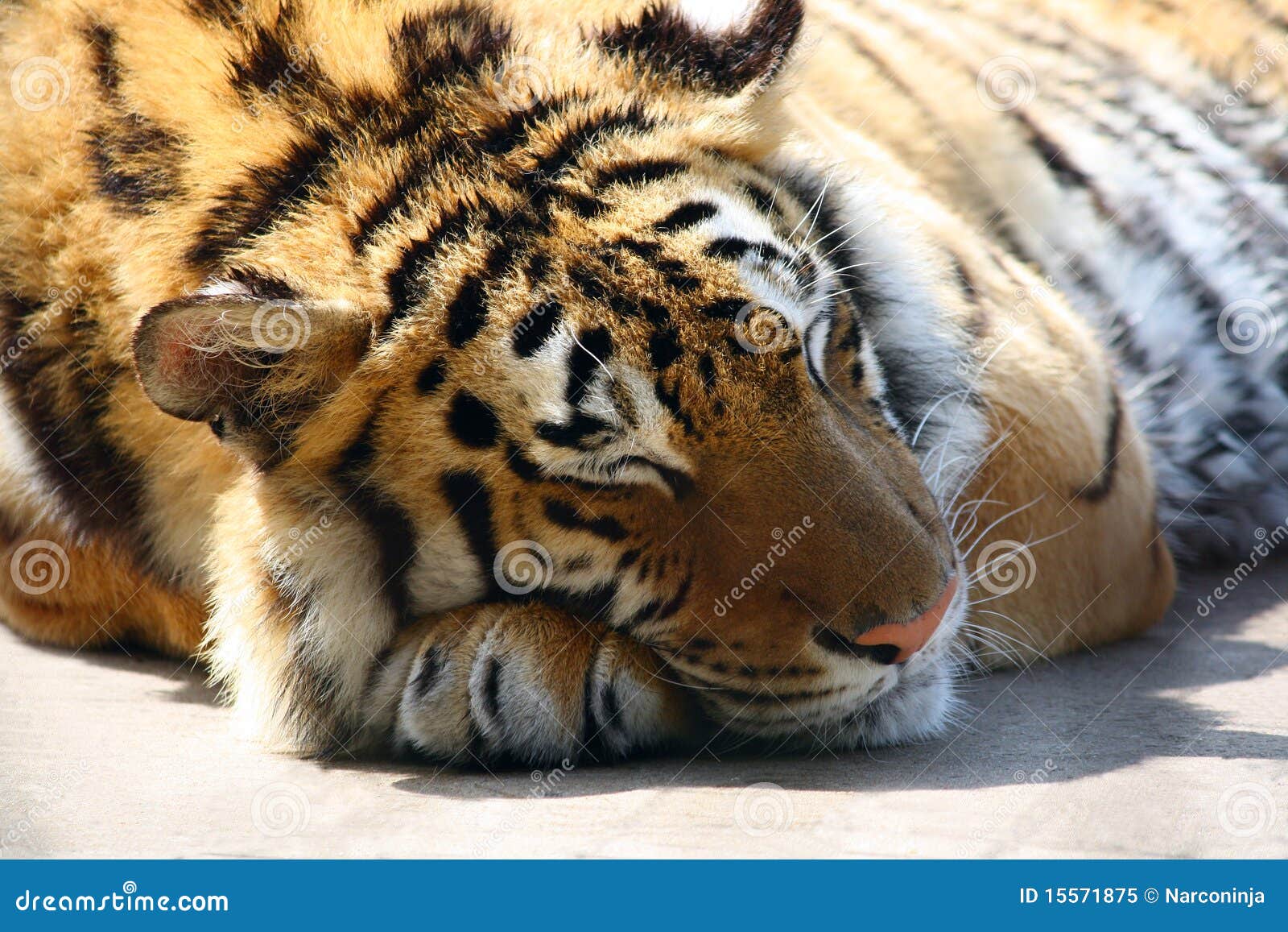 Sleepy tiger stock image. Image of black, closeup, lazy - 15571875